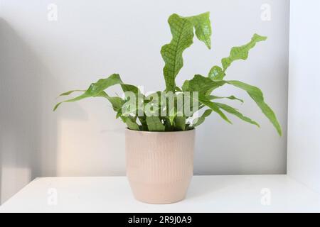 Crocodile fern (Microsorum musifolium) houseplant with a crocodile ...