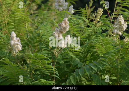 Sorbaria sorbifolia - Fieldfare blooms profusely in summer Stock Photo ...