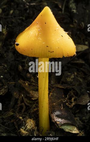 close up of a Golden Waxcap mushroom (Hygrocybe chlorphana Stock Photo ...