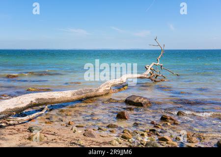 Tree At The Baltic Sea Stock Photo - Alamy