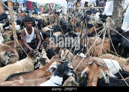 Dhaka, Bangladesh - June 27, 20023: Bangladeshi traders wait for the customer at a cattle market ...