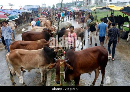 Dhaka, Bangladesh - June 27, 20023: Bangladeshi traders wait for the customer at a cattle market ...
