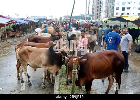 Dhaka, Bangladesh - June 27, 20023: Bangladeshi traders wait for the customer at a cattle market ...