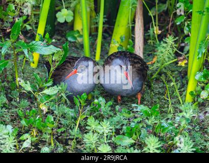 A pair Bogota Rails (Rallus semiplumbeus) in green vegetation. Colombia ...