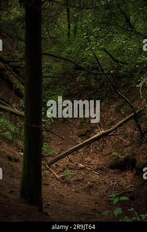 Peaceful dirt trail winding through a dense birch forest with fresh ...