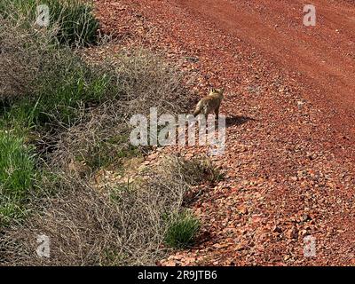 Baby Red Foxes in the Badlands at Theodore Roosevelt National Park in ...