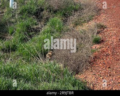 Baby Red Foxes in the Badlands at Theodore Roosevelt National Park in ...