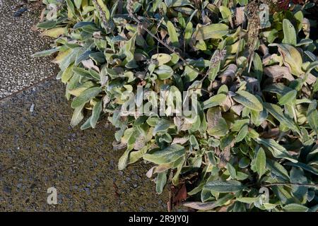 Stachys byzantina hairy leaves close up Stock Photo - Alamy