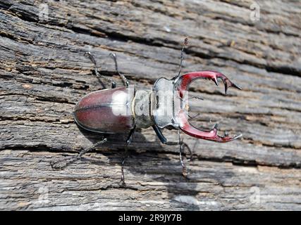 Male stag beetle with long and sharp jaws in wild forest sitting on the ...