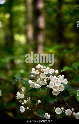 Wild native mountain laurel plants (Kalmia latifolia) blooming in the ...