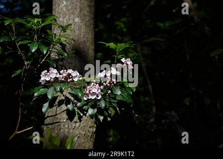 Wild native mountain laurel plants (Kalmia latifolia) blooming in the ...