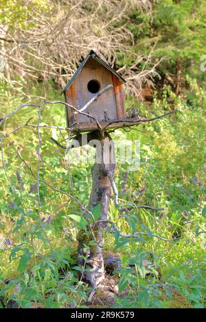 Hand made wooden shelter, bird house, placed on the tree in forest ...