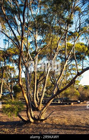 Mallee woodlands of eucalyptus trees in Wandoo National Park in Perth ...
