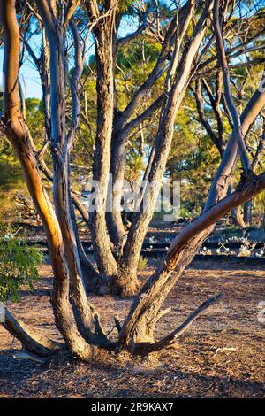 Mallee eucalyptus trees in the open forest of the Great Western ...