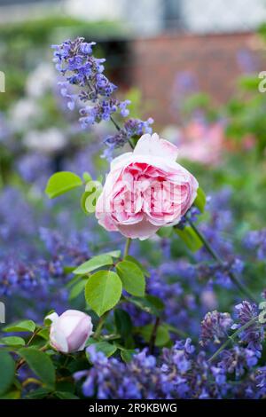 Blooming pink park rose Cinderella and violet flowers of herb catmint ...