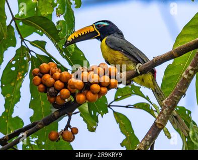 A Lettered Aracari (Pteroglossus inscriptus) feeding on figs. Colombia ...