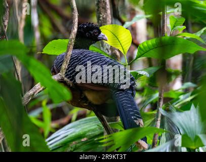 Blue-billed Curassow (Crax alberti) is a Critically Endangered species ...