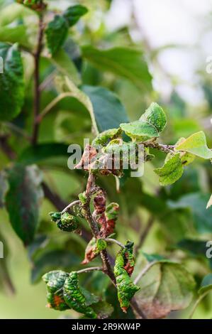 A branch of an apple tree with an infested leaf by insect pests aphids ...