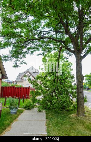A broken tree branch blocking the path way Stock Photo - Alamy