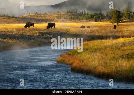 Small buffalo herd along Nez Perce Creek at sunrise with fog ...