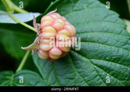 Raspberry Rubus fruit in various stages of development - Rubus ...