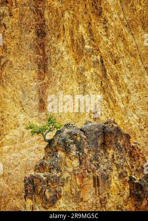 Lone tree and cliffs. Grand Canyon of the Yellowstone River ...
