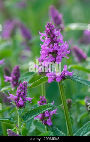 Wood Betony Hummelo, Betony,, Stachys officinalis Hummelo, spikes of ...