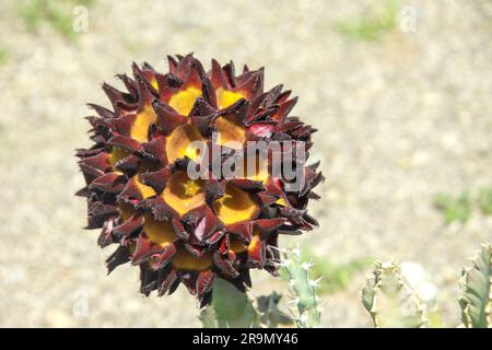 Flowers of the succulent Caralluma speciosa. Photographed in Tanzania ...