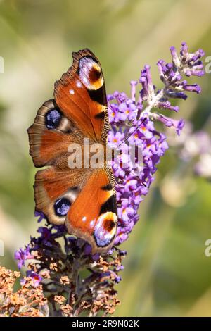 Aglais io, peacock butterfly, feeding nectar from a purple butterfly ...
