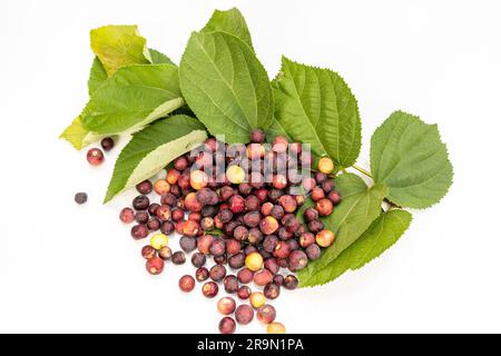 Top view closeup of a ripe grewia asiatica falsa fruit on white ...