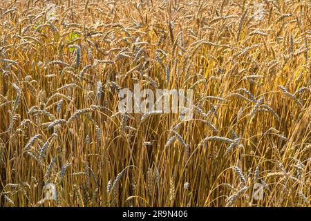 Photography on theme big wheat farm field for organic harvest, photo ...