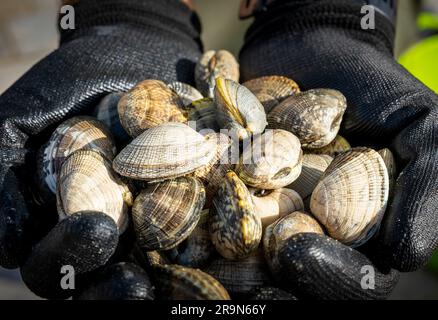 Shellfishing, workers collecting shellfish at the Arenal beach in the ...