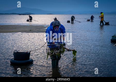 Shellfishing, workers collecting shellfish at the Arenal beach in the ...