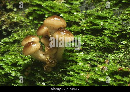 Honey mushrooms (Armillaria sp.) on mossy bank Stock Photo - Alamy