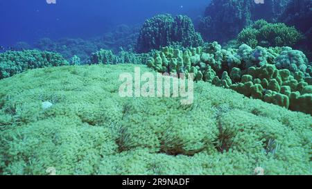 Flowerpot coral or Anemone coral (Goniopora columna) grown on hard ...
