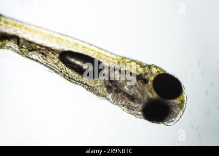 newly hatched freshwater fish under a light microscope, isolated on ...