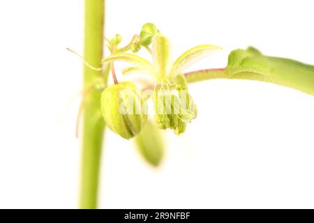 Cannabis flowers, side view isolated on white. Extrem close-up. High ...