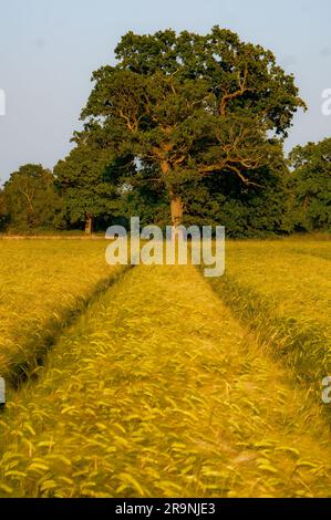 beautiful rolling Kent countryside Stock Photo - Alamy