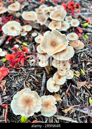 Cluster of Brown Gilled Mushrooms on Top of Decaying Tree Log and ...
