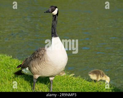 This handsome Canada Goose is strolling along the banks of the River ...