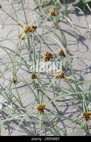 Dünen-Zypergras, Dünen-Zyperngras, Dünenzypergras, Zypergras ...