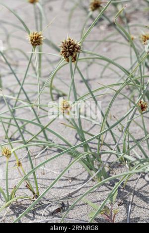 Dünen-Zypergras, Dünen-Zyperngras, Dünenzypergras, Zypergras ...