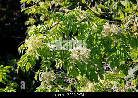 Manna-Esche, Mannaesche, Blumen-Esche, Schmuckesche Fraxinus ornus ...