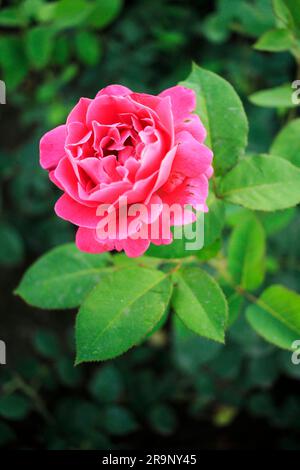A single rose budding in the middle of a garden Stock Photo - Alamy