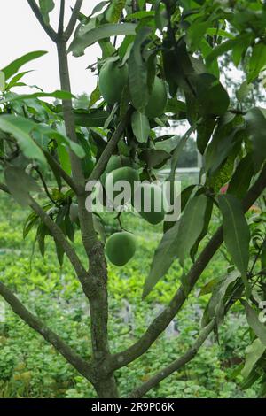 Closeup of Mangoes hanging,mango field,mango farm with sun light effect ...