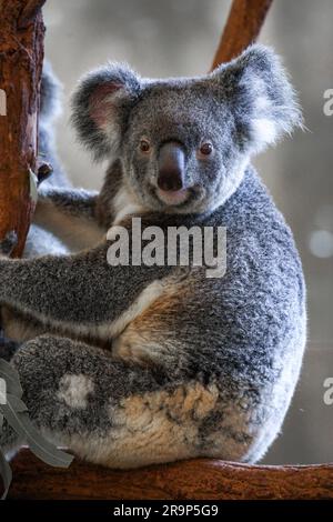 Koala bear perched on a tree limb in Australia Stock Photo - Alamy