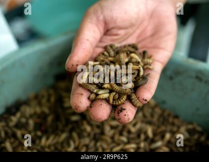 Black soldier fly larvae on food waste. Black soldier fly larvae used ...