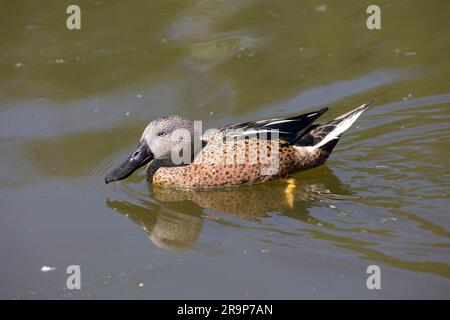 Single male Red shoveler duck Anas platalea swimming Wildfowl ...