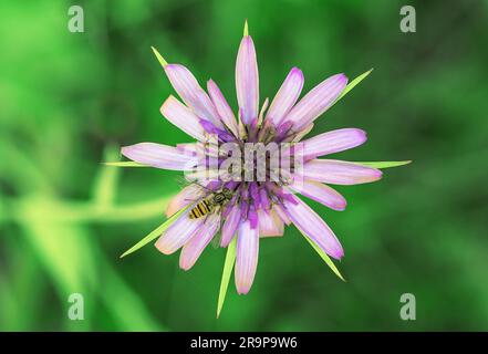 Bee on Calflora flower Stock Photo - Alamy