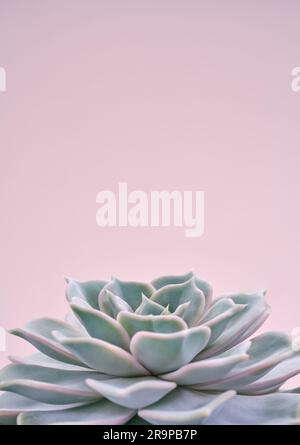 Succulent plants on pastel pink background. Flat lay Stock Photo - Alamy